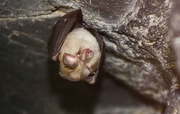 The Humane Way To Get Rid Of Bats On Your Santa Rosa Property | Armed ...